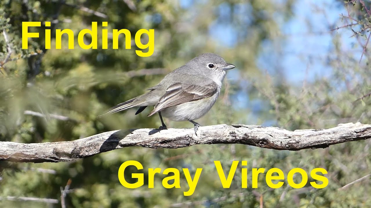 Finding Birds: Gray Vireos in winter