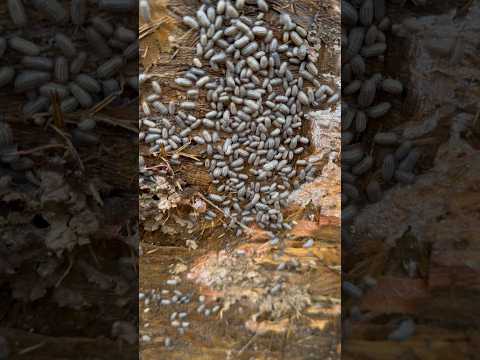 I found Thousands of Rollie Pollies under a board! #insects #animals