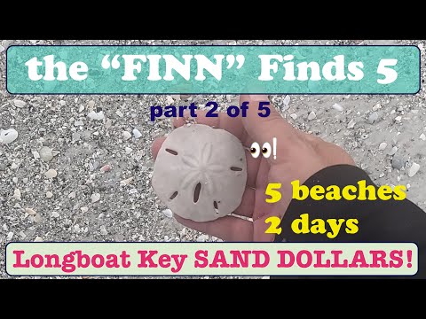 FINN FINDS 2 Longboat Key DOZENS of Sand DOLLARS!