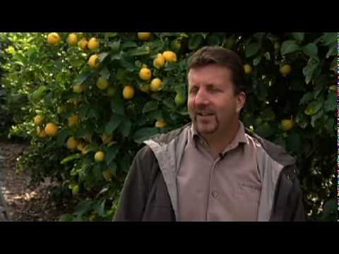 In the land of lemons