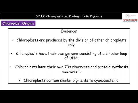 A Level Biology - 5.2.1.2 - Chloroplasts and Photosynthetic Pigments