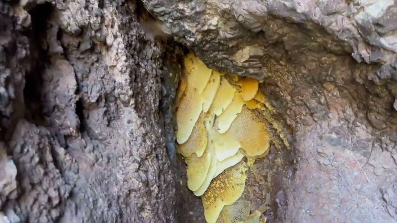 Fuimos a sacar miel de abeja