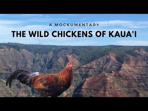 A Mockumentary - The Wild Chickens of Kaua'i