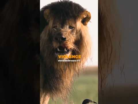 Attitude - Lion King - Violence 🦁 👑 #shorts #attitude #status #lionking #quotes