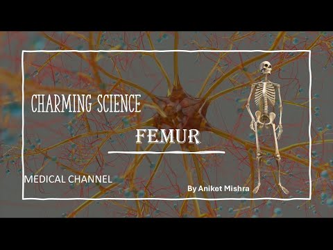 FEMUR Bone Anatomy and Function