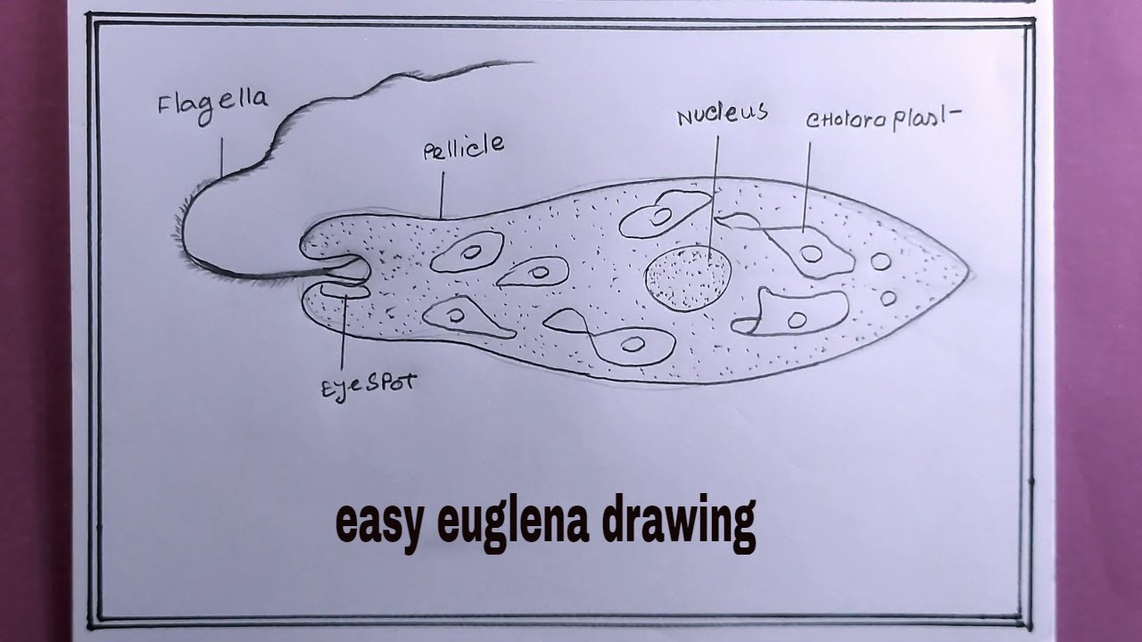 how to draw euglena easy/euglena drawing