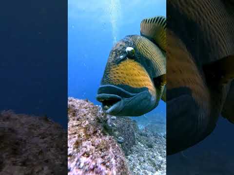 Titan Trigger Fish HUGE TEETH !!!