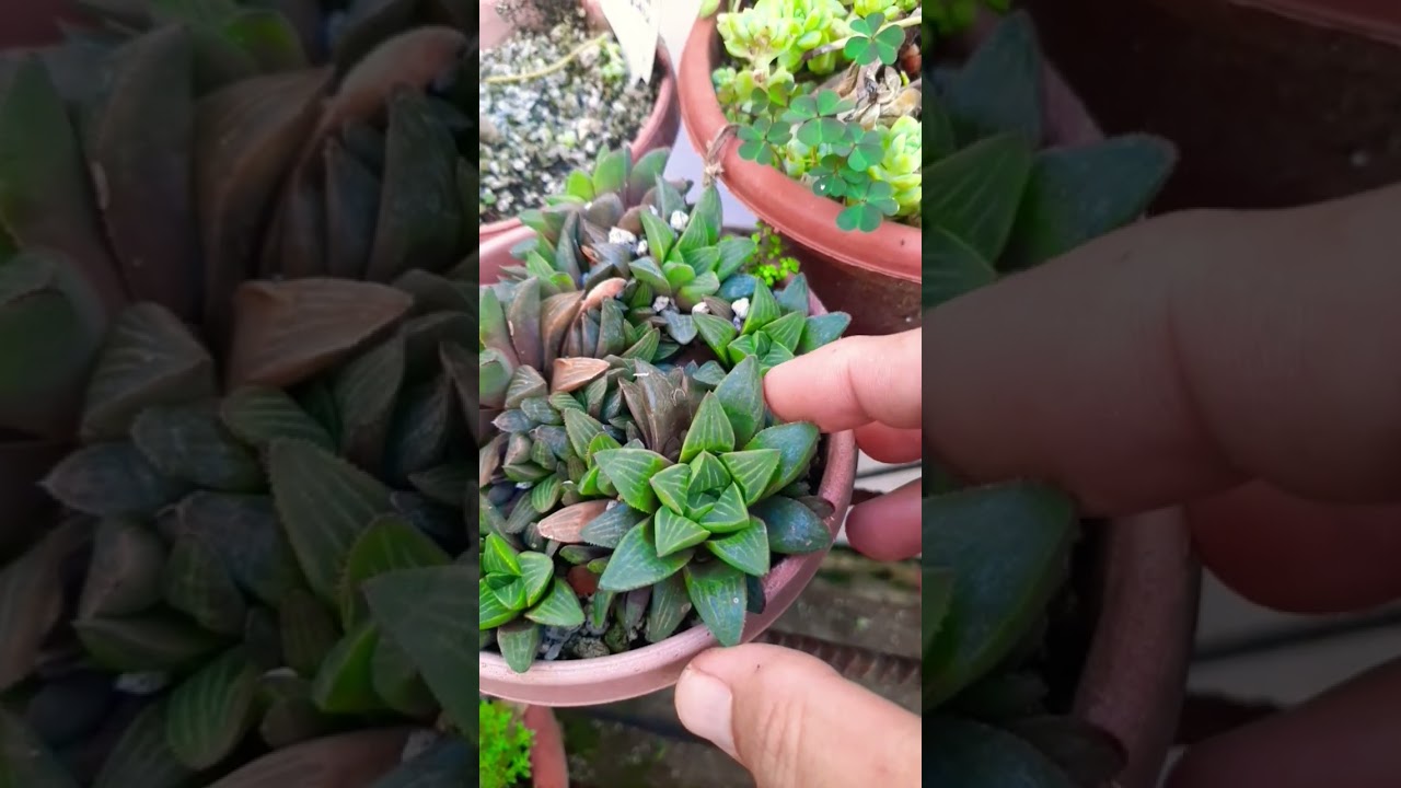 Haworthia Window Pane Succulent tips #plant #succulents #plants #cactus #propagation #homegarden
