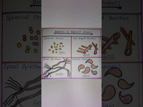 Types of bacteria based on shape.