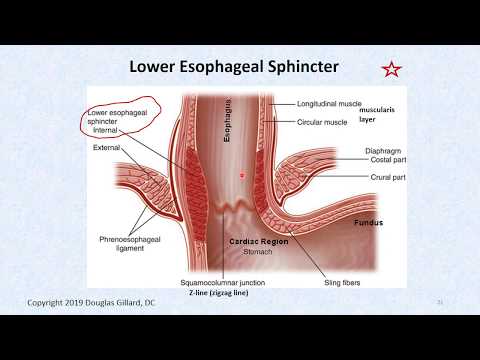 GI/GU (SPR-20)(WK-1-Thurs): Anatomy of the Esophagus. Introduction to GERD and Barrett's Esophagus