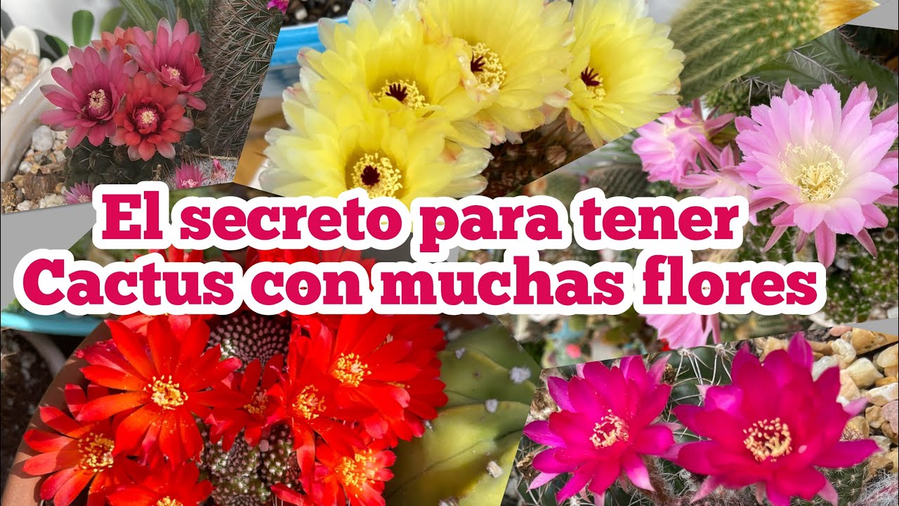The secret to having cacti with lots of flowers