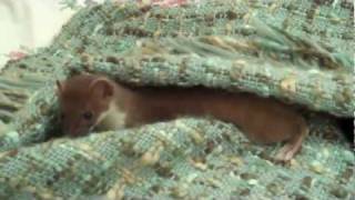 Wee Stoat’s Wiggles Will Weasel Their Way To Your Heart