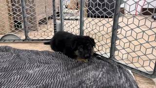 Ozzie - Shepherd Kingdom