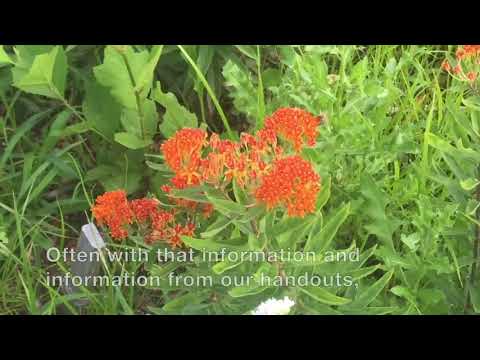 What is a Rain Garden?