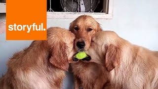 Cute clip of puppies arguing over a tennis ball could be the best ...