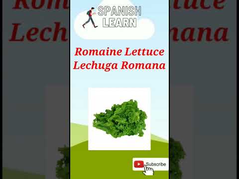 Romaine Lettuce Spanish language Vocabulary