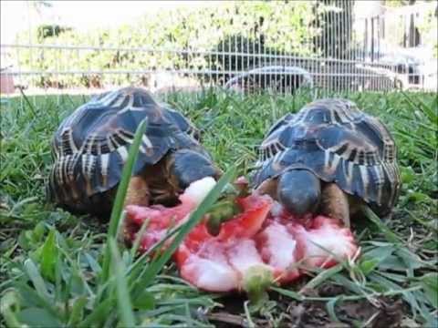 Radiated tortoise O