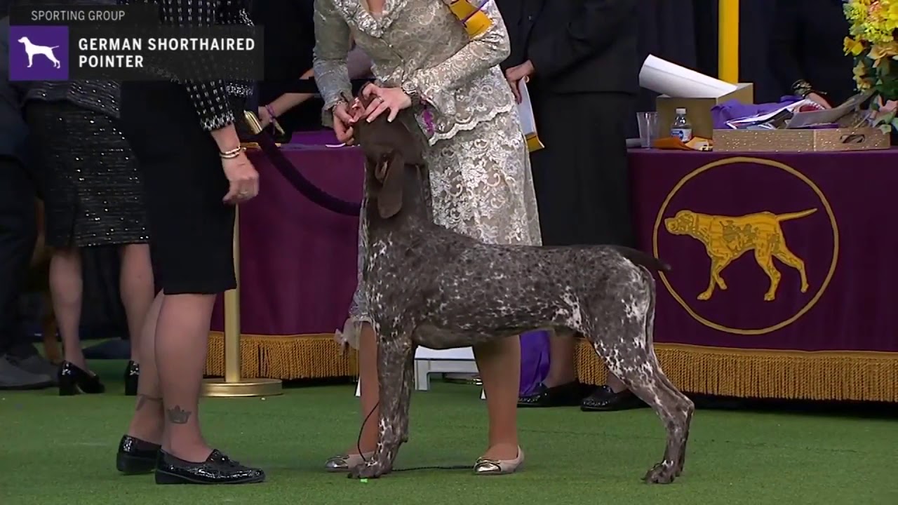 Pointers German Shorthaired | Breed Judging 2020