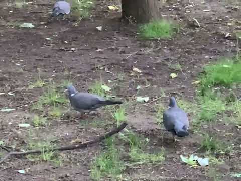 Porumbei gulerați, observați în stol, parcul Titan-IOR-Cuza – Curaj.TV ...