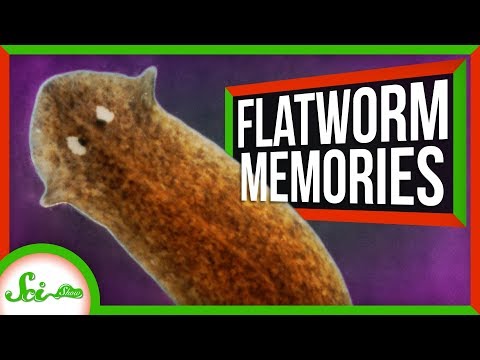 This Flatworm Remembers Things After You Cut Off Its Brain