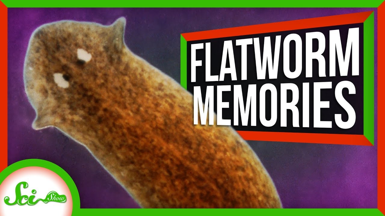 This Flatworm Remembers Things After You Cut Off Its Brain