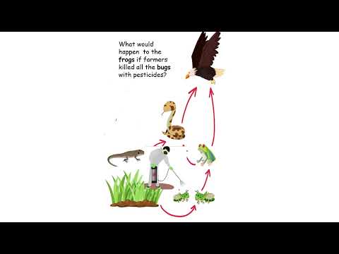 The interdependence of organisms in an ecosystem 13+