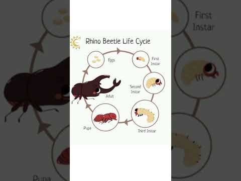 Rhino Beetle Life Cycle #cycle #lifecycle #life