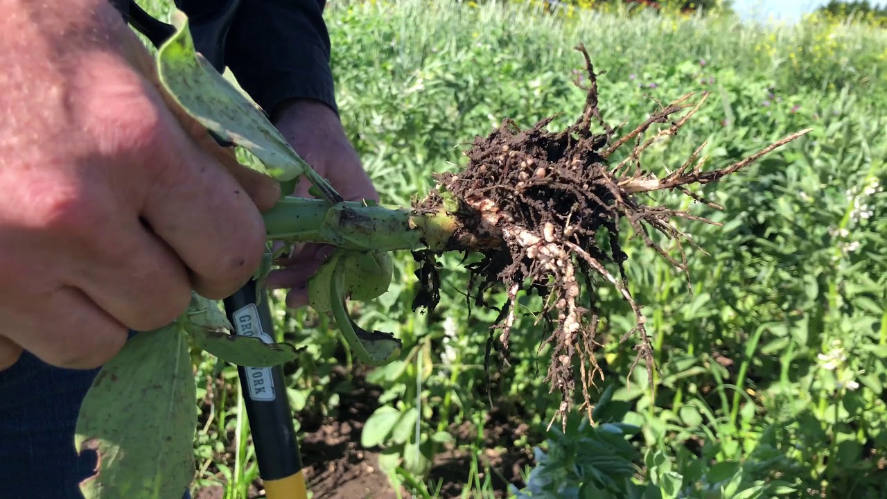 Green Cover Seed - These Are Our Roots