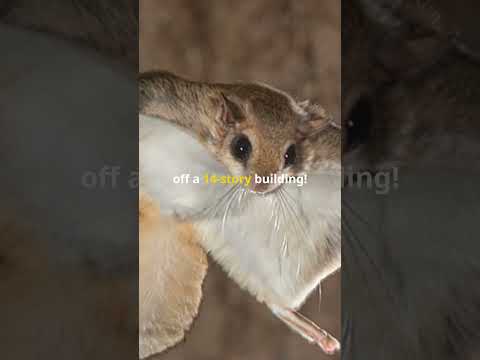 3 Fun Facts About Flying Squirrels!🐿️