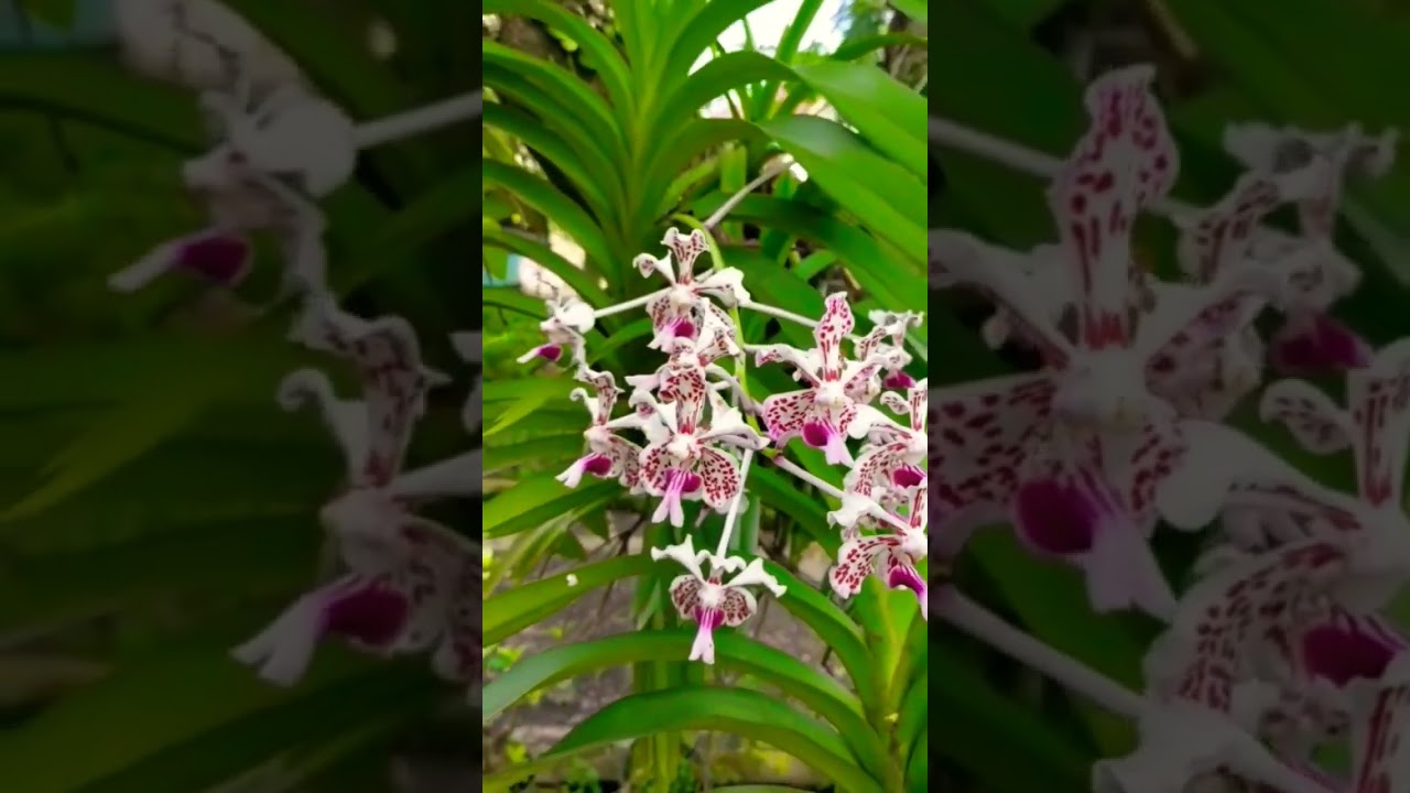 Raja Bunga Anggrek Termahal Berita Viral @CNNIDOFFICIAL