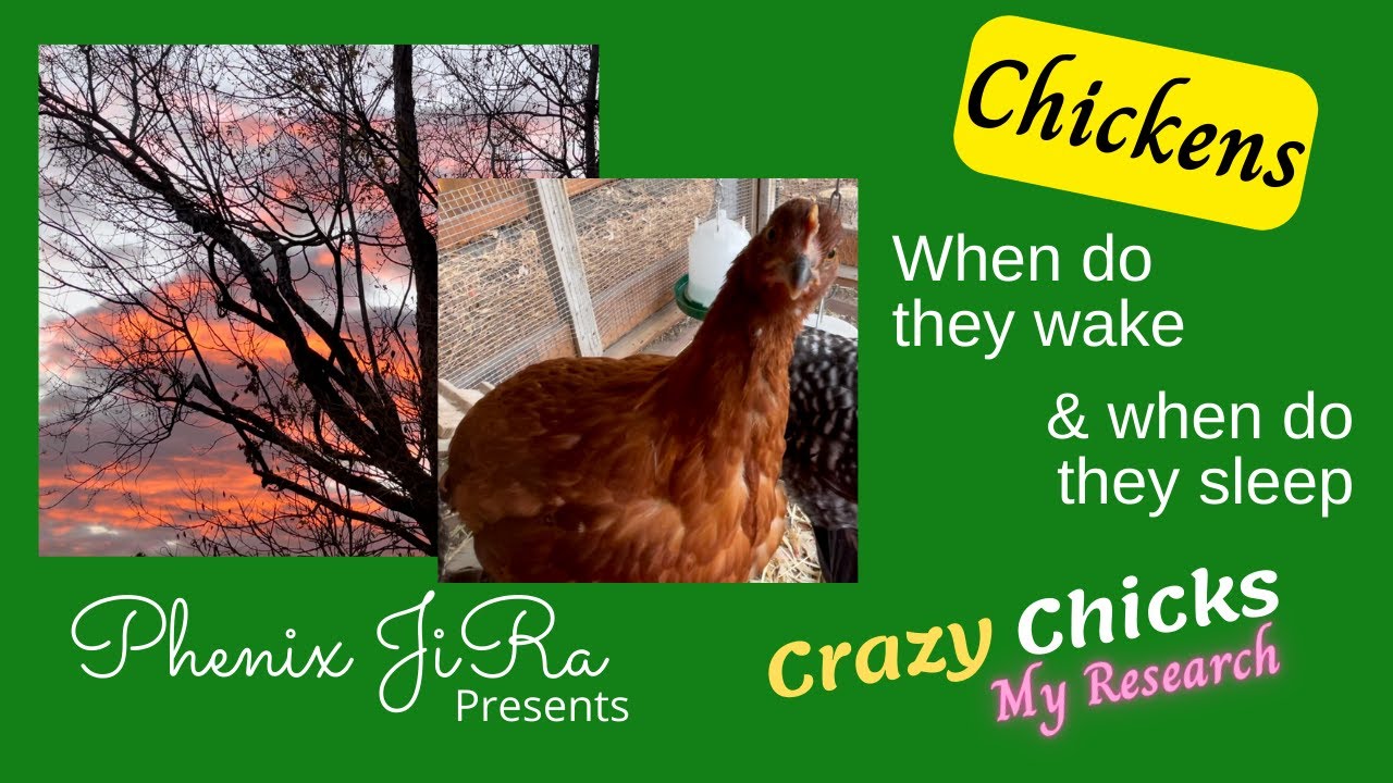 When Do Chickens Wake Up & When Do They Go To Bed?