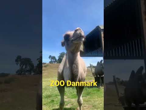Guten Morgen meine liebe π is the Zoo Danmark π₯π₯π₯π―π―π―π£π£π΅ββοΈ