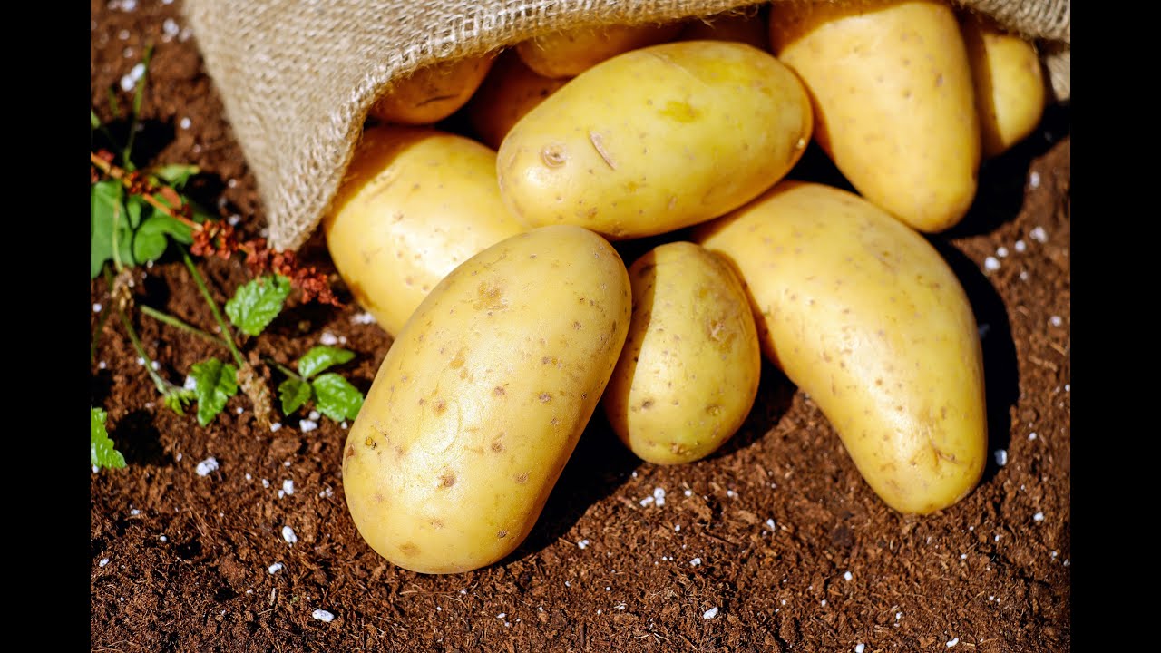 Is potato a vegetable or not?