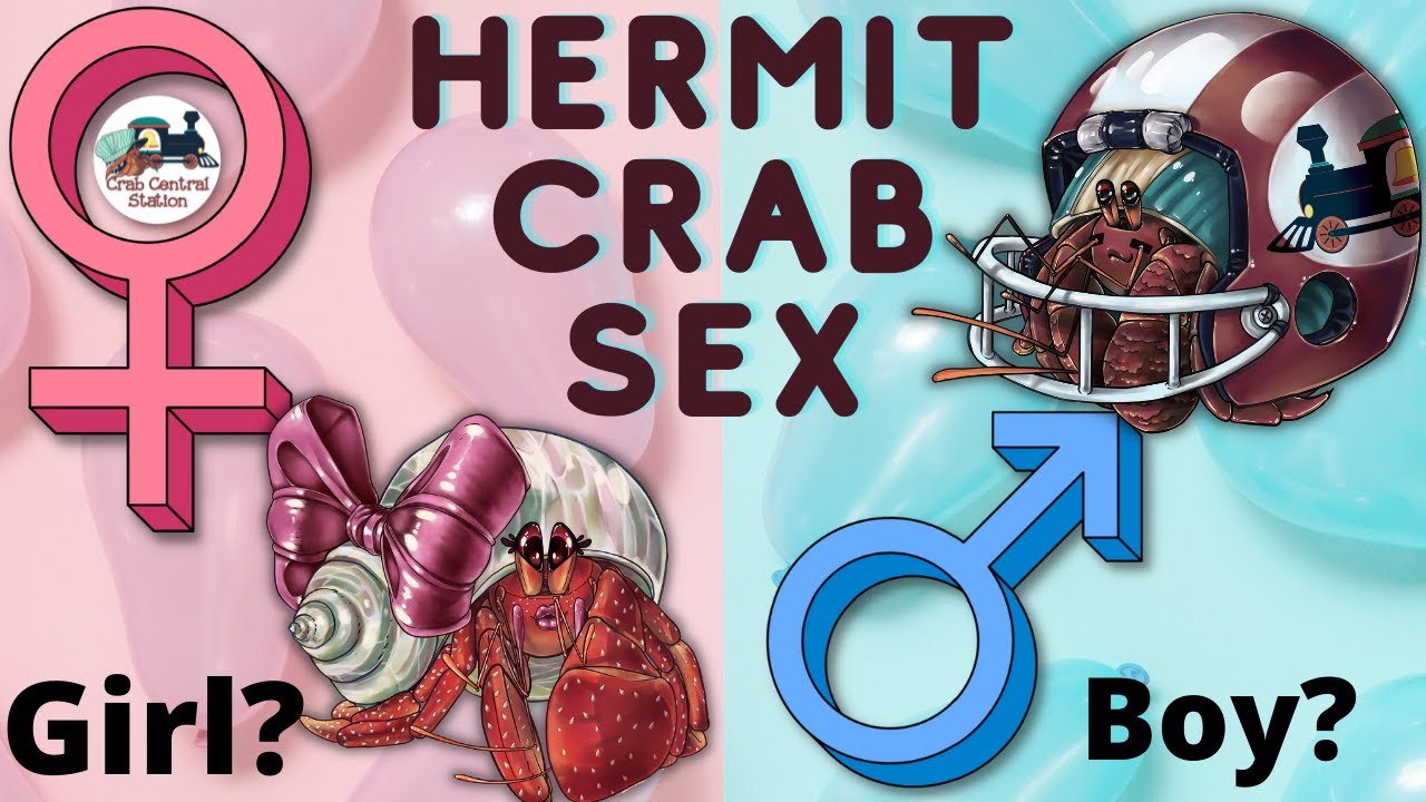 How to tell if my Hermit Crab is a BOY or GIRL!