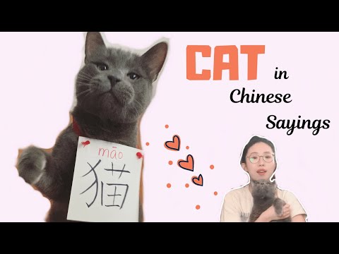 CAT in Chinese Sayings and Proverbs | How to say I'M a CAT PERSON | Fun Chinese Expressions