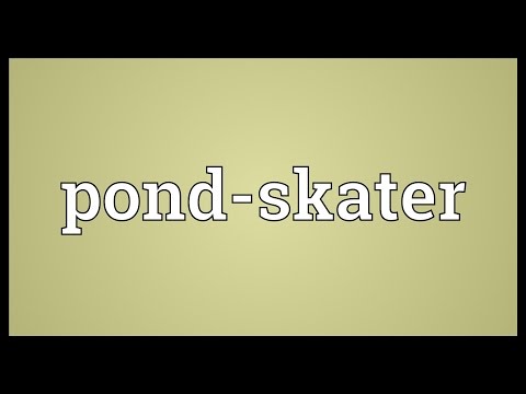 Pond-skater Meaning