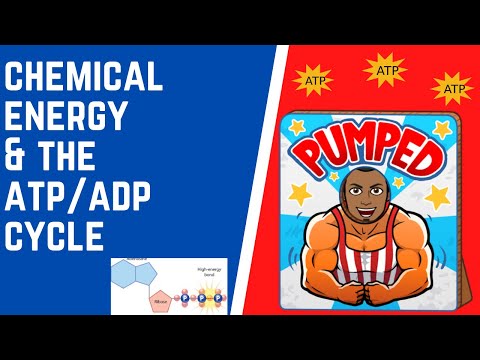 Chemical Energy & The ATP/ADP Cycle 101