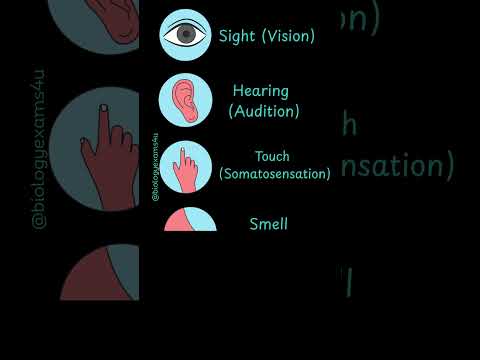 What are our 5 Senses called?