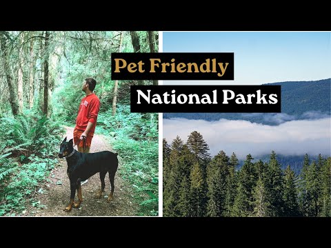 4 PET FRIENDLY National Park Travel Destinations