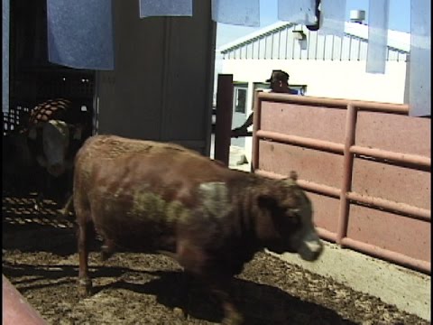 1 Introduction - What is Animal Welfare