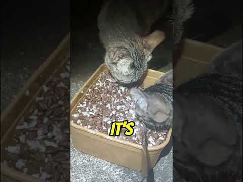 cat scratch fever#catlover