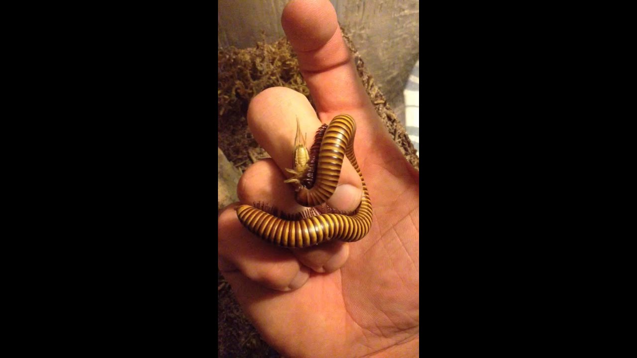 Killer millipedes! Well, kinda...