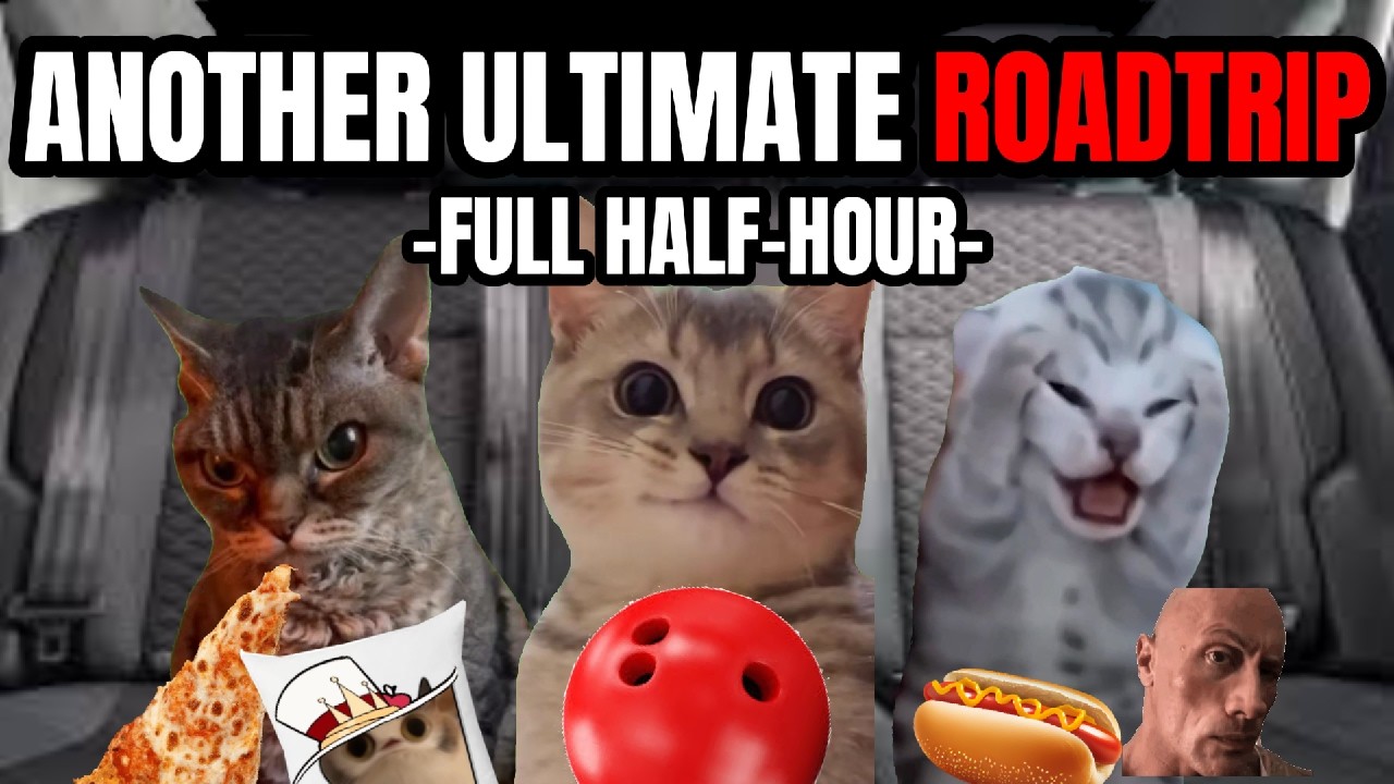 CAT MEMES: ROADTRIP FULL COMPILATION