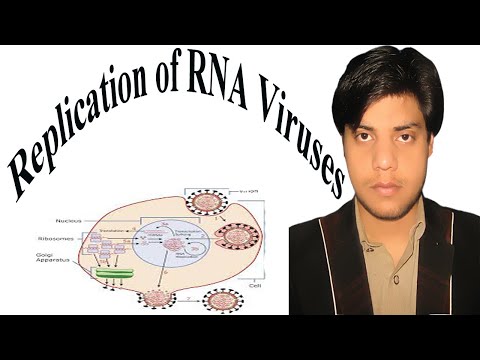 Replication of rna viruses