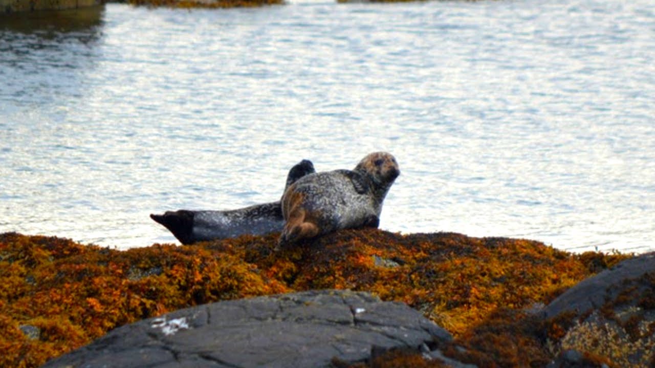 Harbor seal - Common seal - Phoca vitulina - Scotland