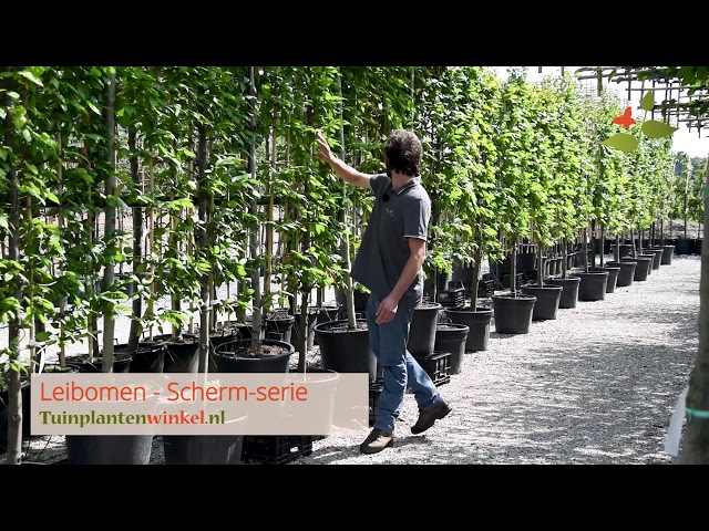 Leibomen | Tuinplantenwinkel.nl