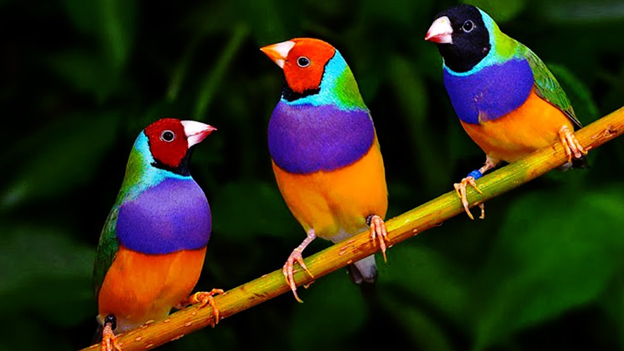 10 Most Beautiful Finch Birds In The World