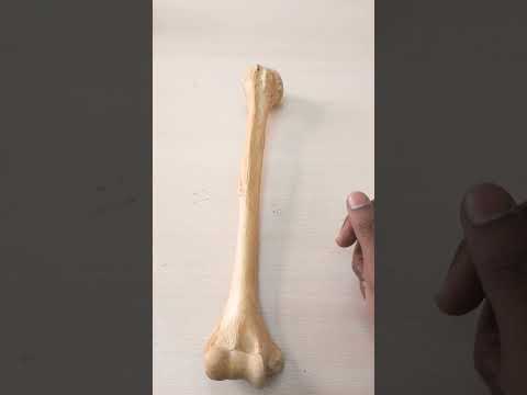 Nerves related of Humerus