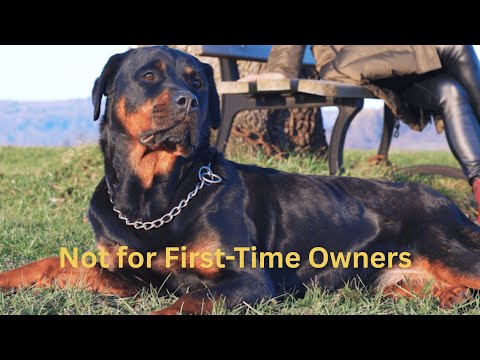 Rottweilers: Loyal Guardians or Risky Pets?