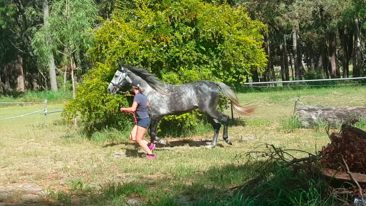 Dappled Grey Young Stallion